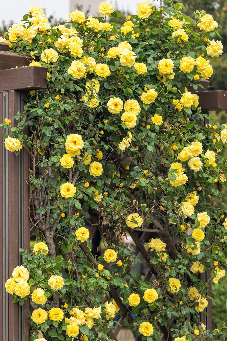 5 YELLOW CLIMBING ROSE Rosa Bush Vine Climber Fragrant - Etsy