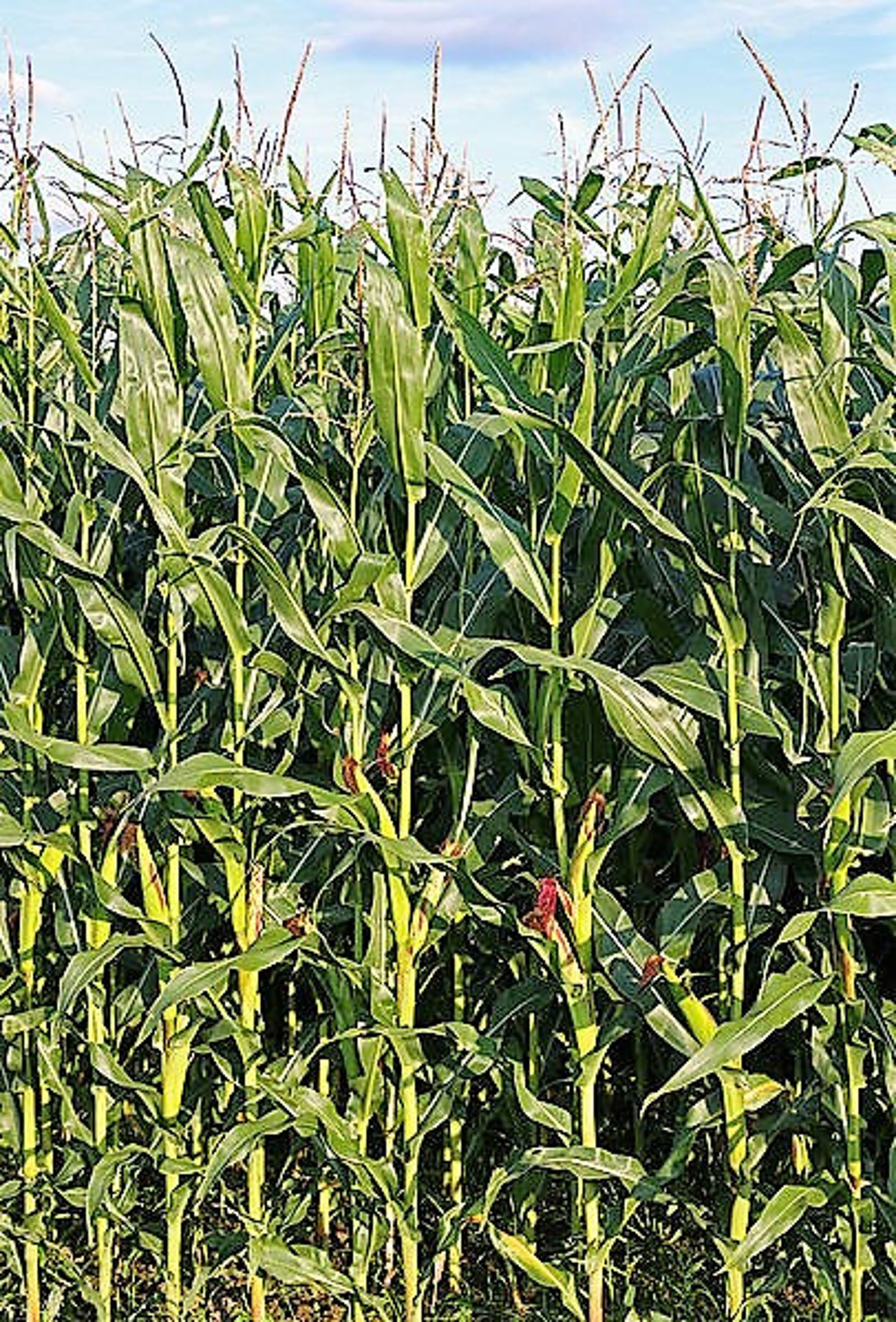 100 Ornamental INDIAN CORN WAMPUM Mixed Colors Zea Mays Vegetable Seeds ...