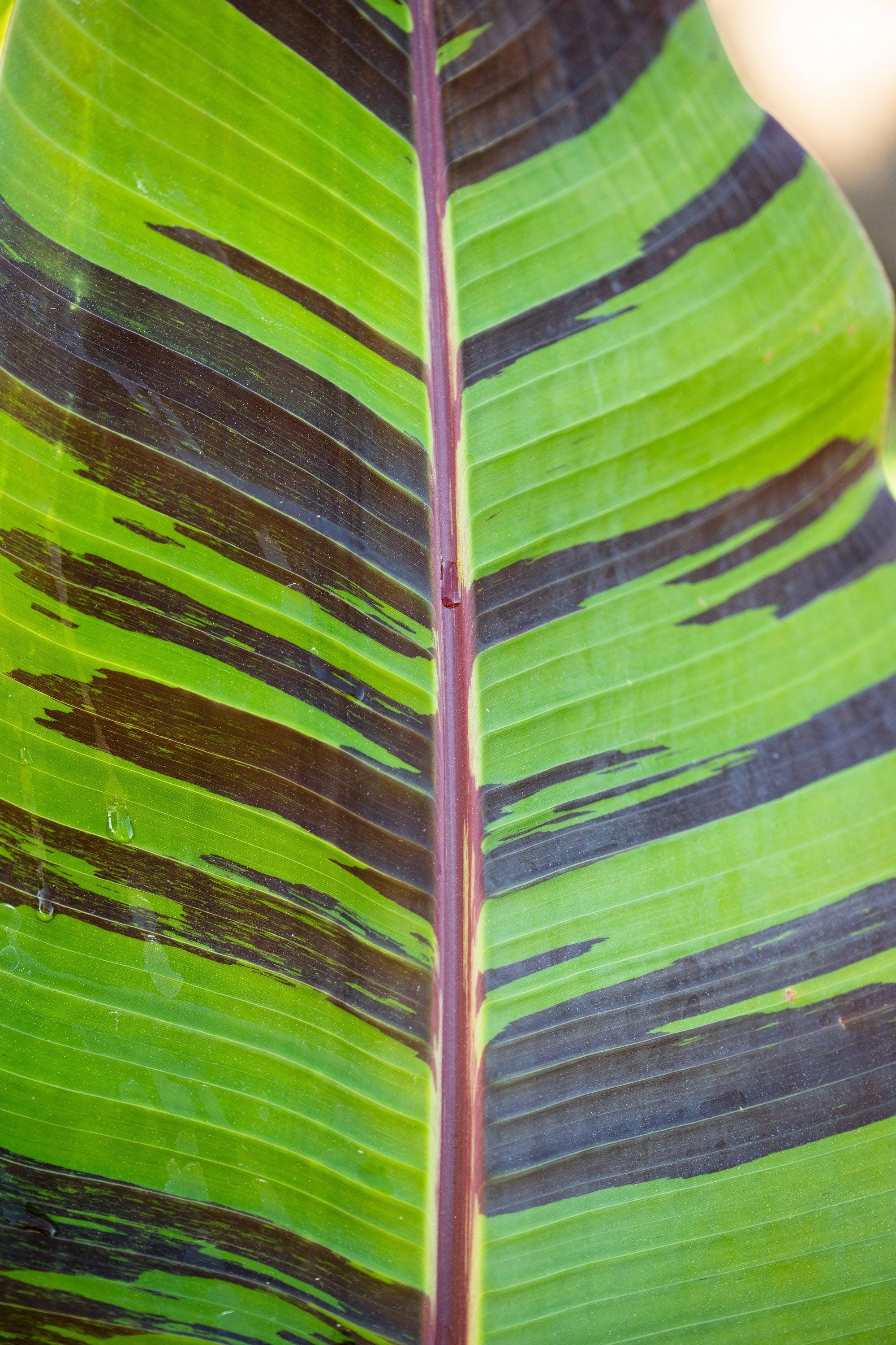 5 RED TIGER BANANA Hardy Musa Sikkimensis Bengal Flowering Darjeeling ...