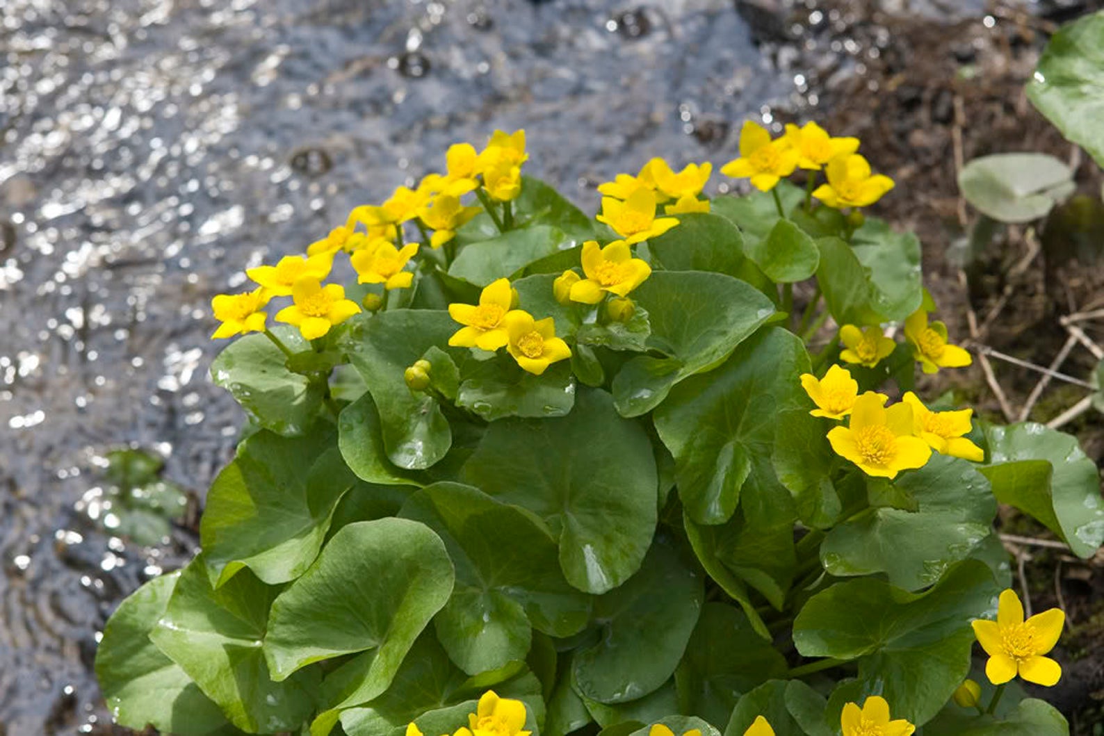200 Yellow SWAMP MARIGOLD Bidens Aristosa Mutica Flower - Etsy