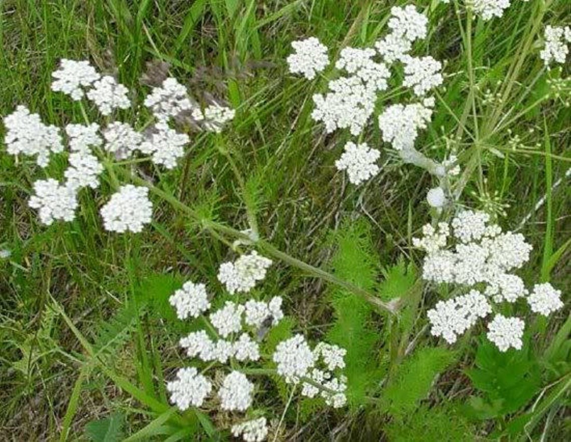 400 CARAWAY Carum Carvi HERB Flower Seeds - Etsy