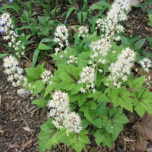 20 SUGAR SCOOP FOAMFLOWER White Tiarella Trifoliata Laceflower Flower ...