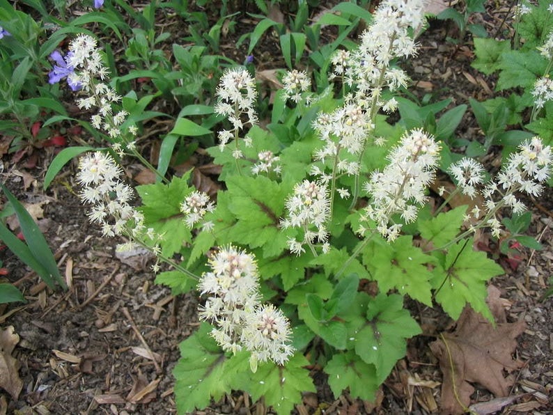 20 SUGAR SCOOP FOAMFLOWER White Tiarella Trifoliata Laceflower - Etsy UK
