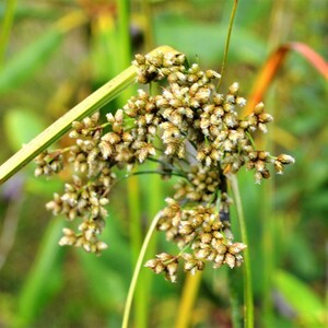 1000 WOOLGRASS Scirpus Cyperinus Wool Grass Teddybear Paws Woolsedge ...
