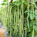 100 LADY COWPEA Cow Pea Southern Pea Vigna Unguiculata Legume White ...