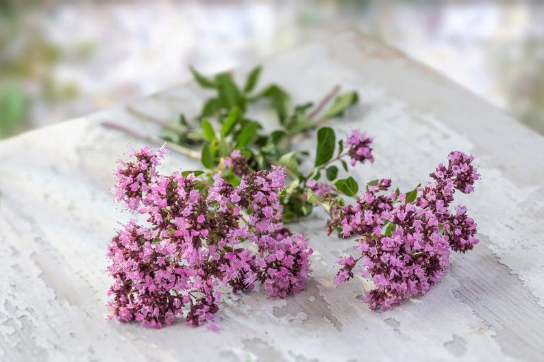 500 OREGANO Origanum Vulgare Herb Purple Butterfly Flower Seeds - Etsy