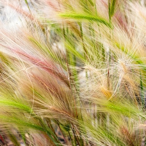 40 SQUIRREL TAIL Barley GRASS foxtail Barley Hordeum Jubatum Ornamental ...