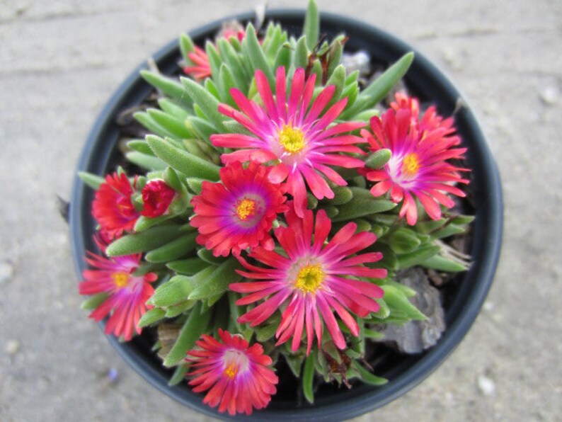 100 Gelato Bright RED ICE PLANT Mesembryanthemum Daisy - Etsy