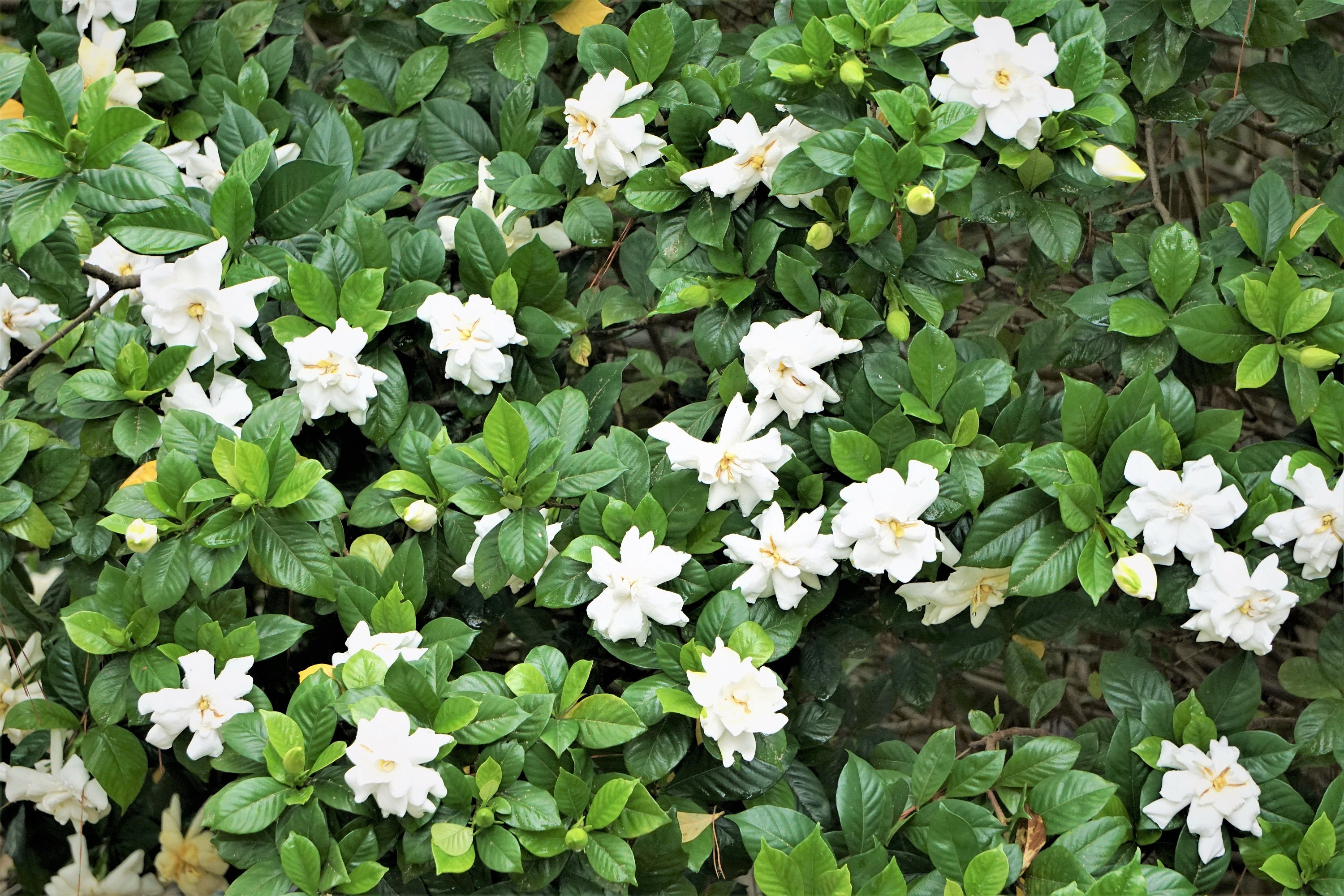 50 GARDENIA / CAPE JASMINE Jasminiodes Fragrant White Shrub - Etsy
