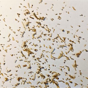 100 SILVER SAGEBRUSH Artemisia Cana Dwarf Sagebrush / Silver Wormwood ...