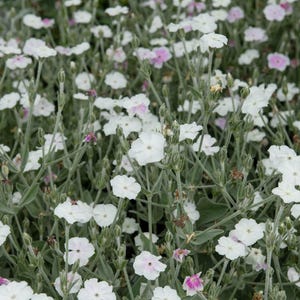 50 WHITE LYCHNIS Coronaria Alba (white Rose Campion / Evening Lychnis ...