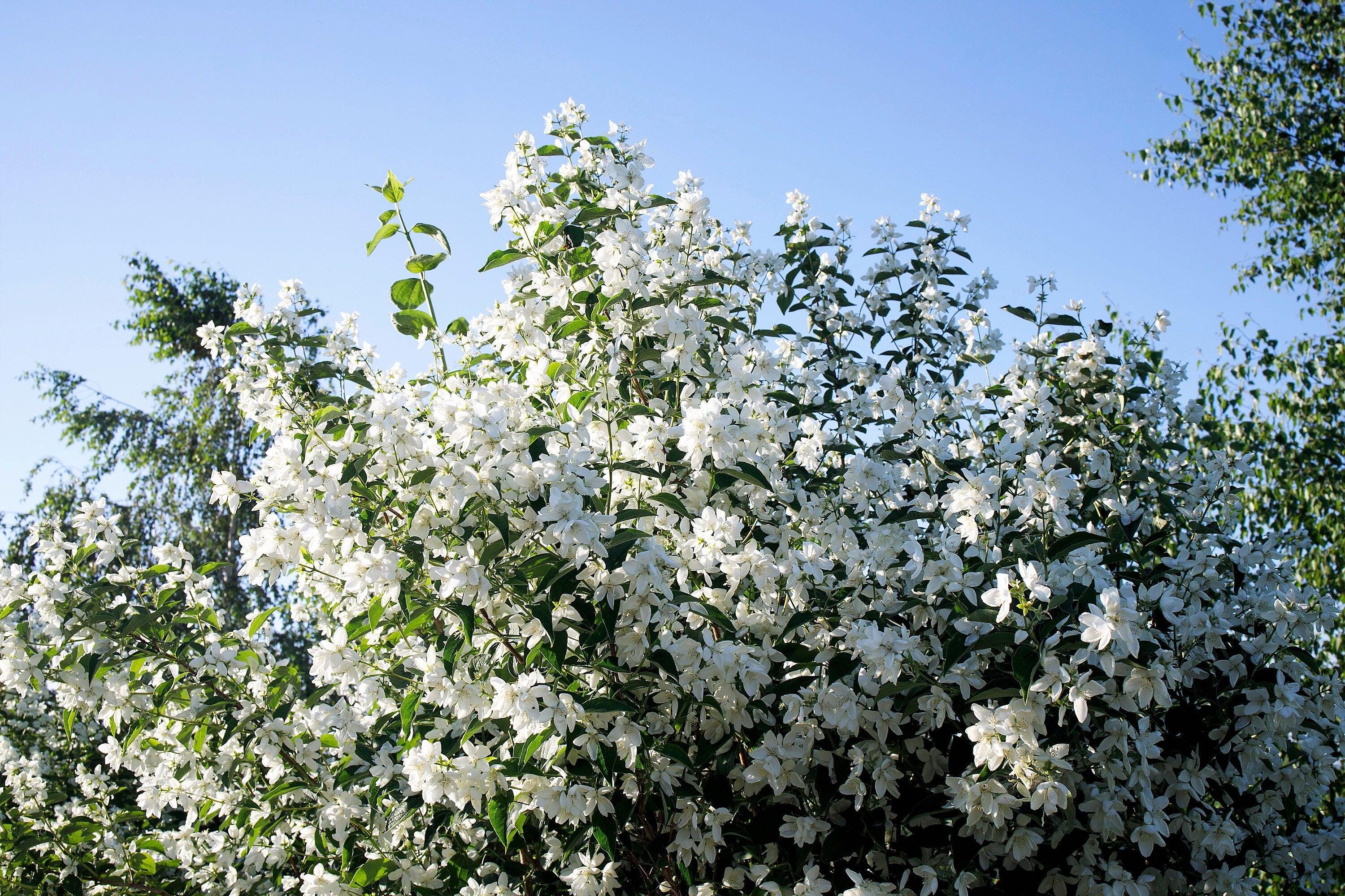 40 WESTERN MOCK ORANGE Philadelphus Lewisii Native White Yellow Flower ...