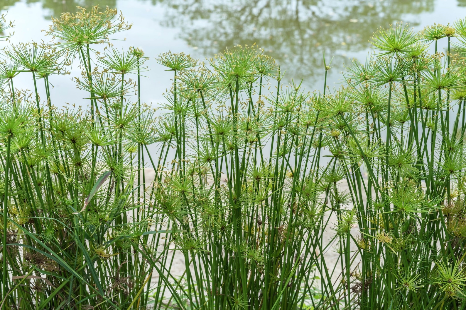 20 Cyperus PAPYRUS Paper Reed Water Plant Egyptian Nile Grass Yellow ...