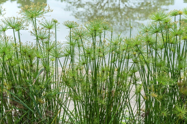20 Cyperus PAPYRUS Paper Reed Water Plant Egyptian Nile Grass Yellow ...