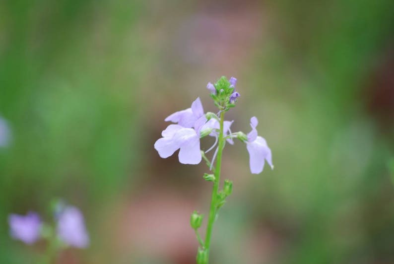 100 BLUE TOADFLAX Linaria Canadensis Antirrhinum Canadian | Etsy