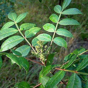 30 FLAMELEAF SUMAC TREE Shining Dwarf Winged Rhus Schmaltzia Copallina ...