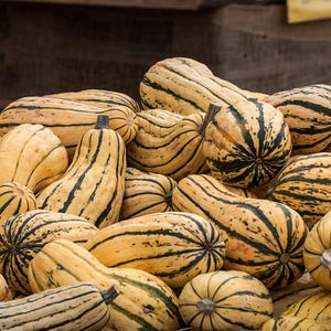 50 DELICATA SQUASH Striped Sweet Potato Cucurbita Pepo Vegetable Seeds ...