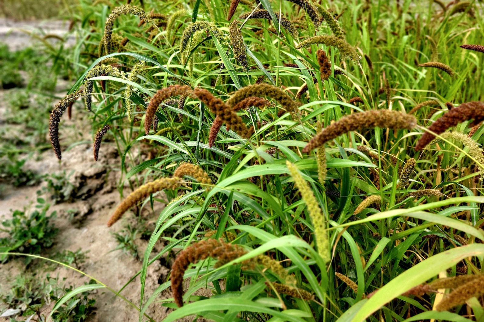100 FOXTAIL MILLET Setaria Italica Ornamental Grass Flower Seeds *flat ...