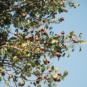 5 TRUE MAHOGANY TREE Honduran Big Leaf Sky Fruit Swietenia Macrophylla ...