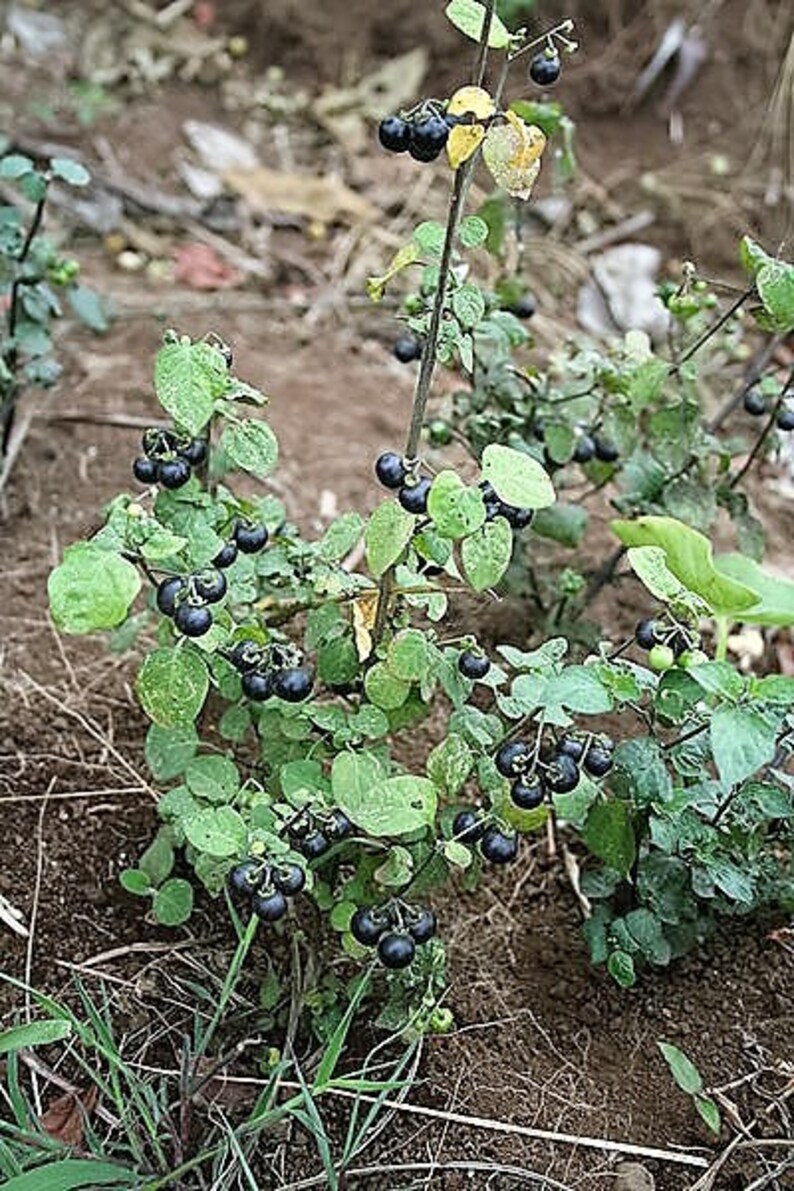 100 WONDERBERRY Aka Sunberry Solanum Burbankii Fruit Berry | Etsy