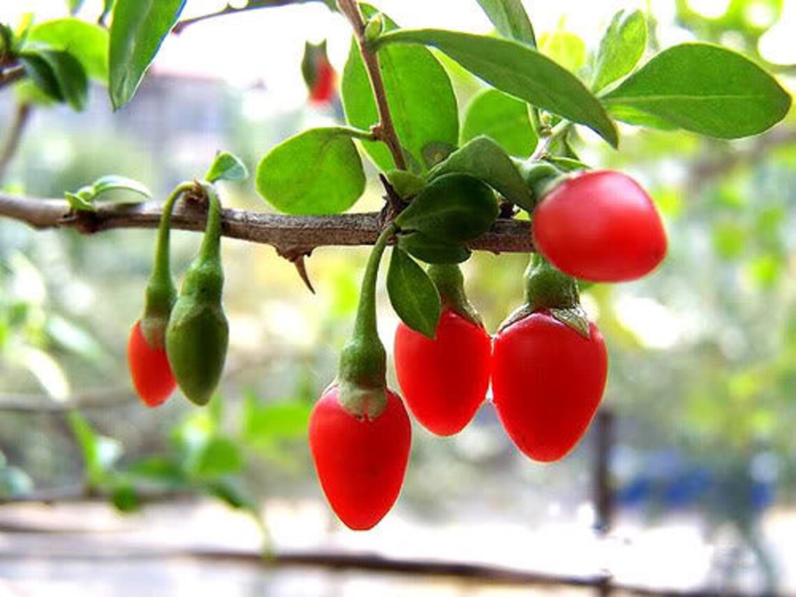 100 HIMALAYAN Tibetan GOJI BERRY Fruit Wolfberry Bush Lycium - Etsy