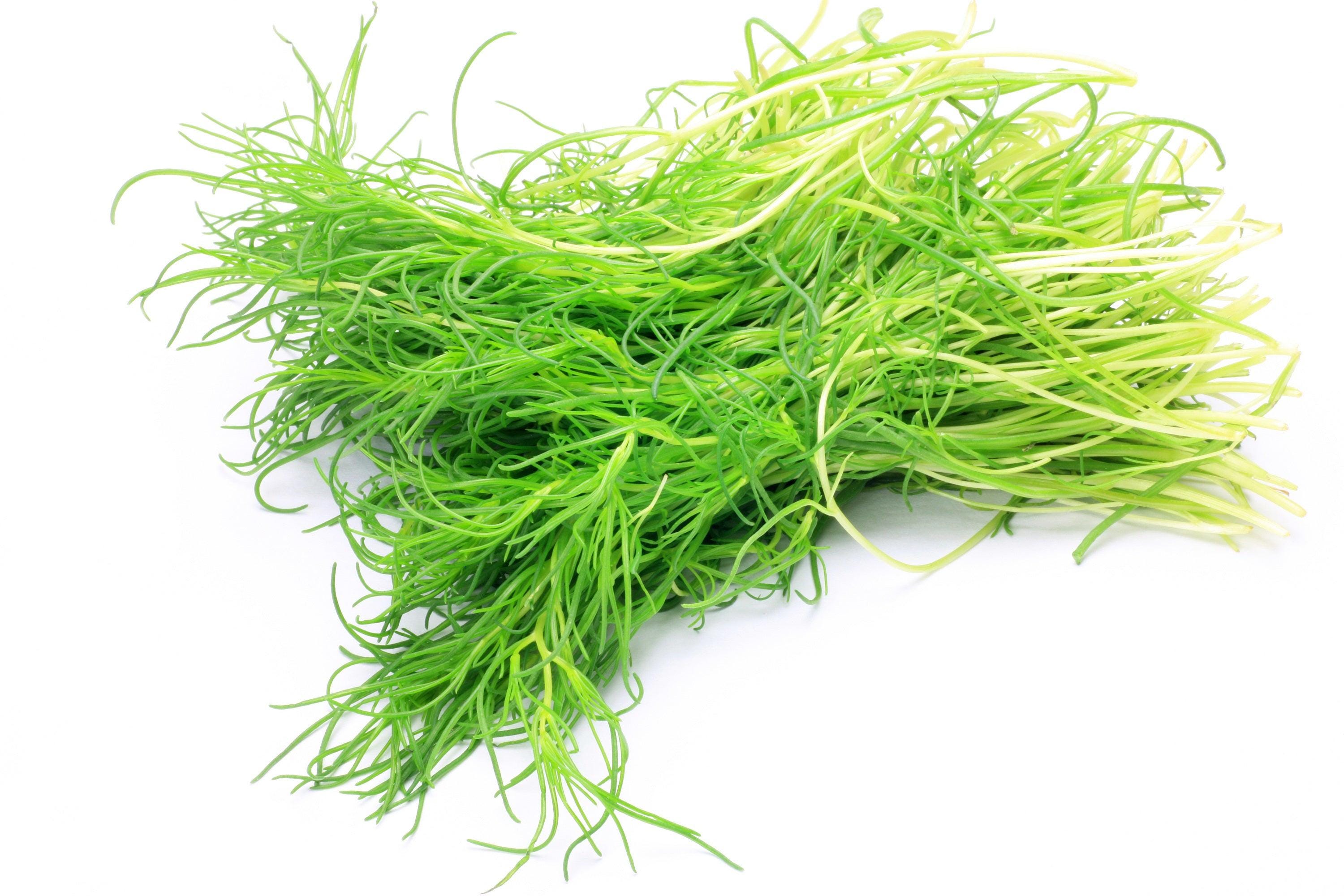 75 SALTWORT Okahijiki Japanese Greens Salsola Komarovii Leaf Vegetable ...