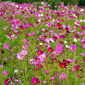 300 Mixed Colors DWARF COSMOS Bipinnatus Red Pink White Fast Growing ...