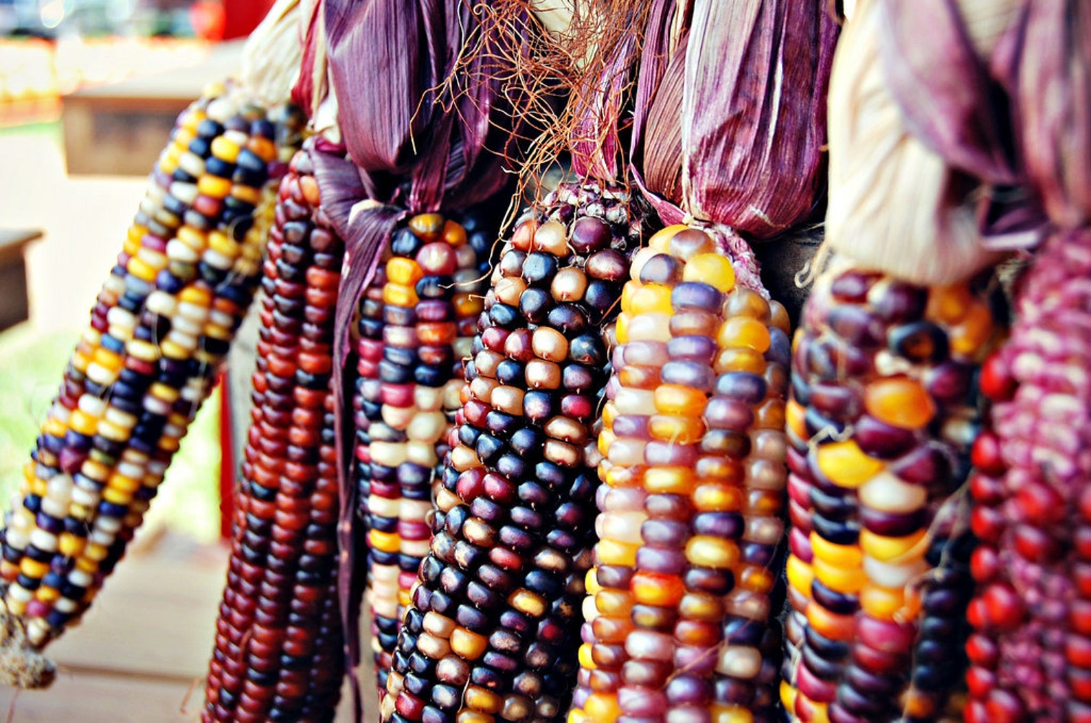 100 Ornamental INDIAN CORN WAMPUM Mixed Colors Zea Mays - Etsy