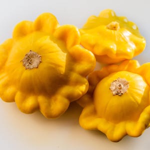 10 Golden YELLOW Bush SCALLOP SQUASH (patty Pan / Paty Pan / Squanter ...