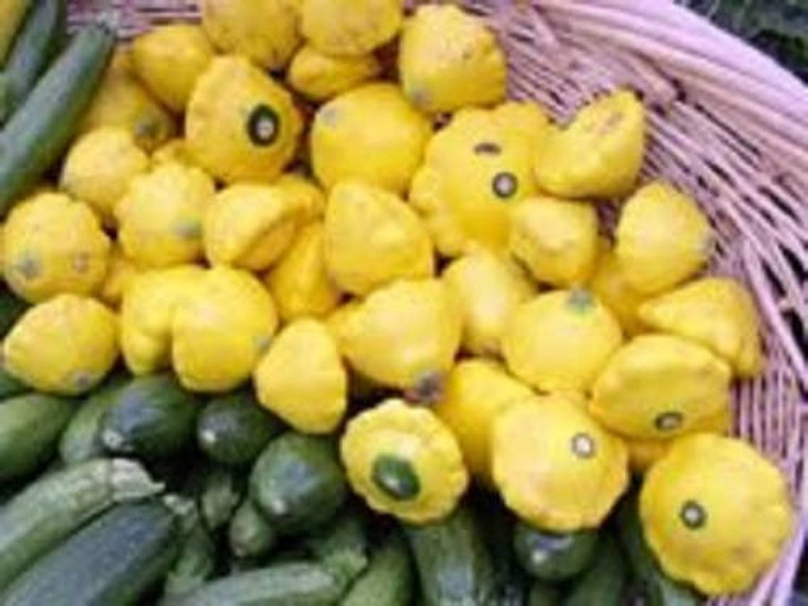 10 Golden YELLOW Bush SCALLOP SQUASH patty Pan / Paty Pan / | Etsy