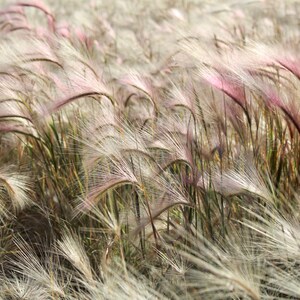 40 SQUIRREL TAIL Barley GRASS foxtail Barley Hordeum Jubatum Ornamental ...