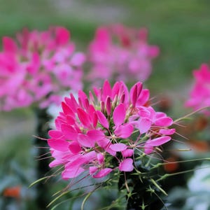 200 MAUVE QUEEN CLEOME Spinosa Hassleriana Purple Pink Spider Flower ...