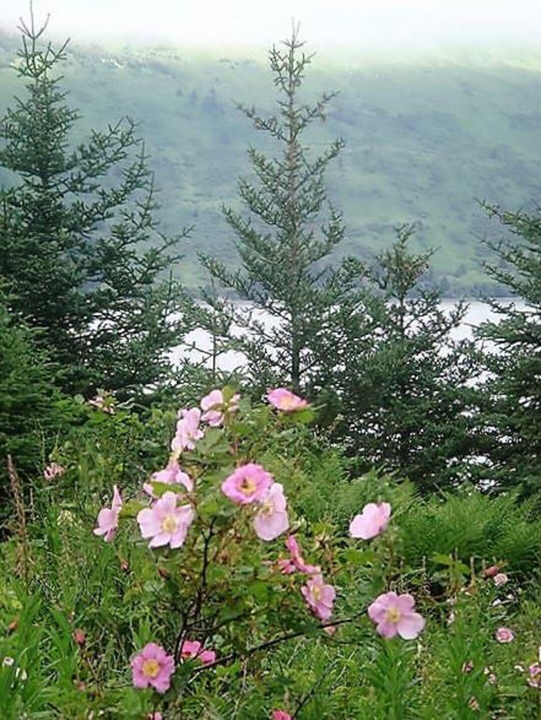 15 Pink WOOD'S ROSE Bush Mountain Rose Rosa Woodsii Fragrant Flower ...