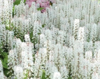 20 White Tiarella foamflower / Perennial / Flower Seeds. - Etsy