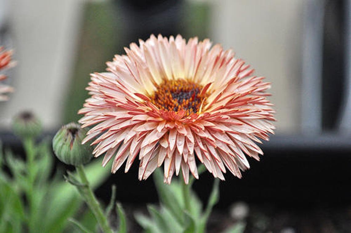 20 ZEOLIGHTS CALENDULA Officinalis MARIGOLD Flower Seeds | Etsy