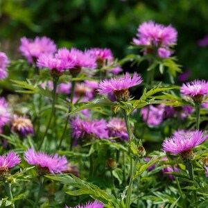 500 MIXED SWEET SULTAN Imperialis Mix Amberboa Moschata Centaurea ...