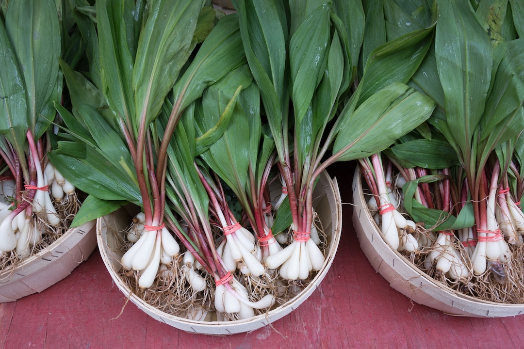 20 RAMP / WILD LEEK Allium Tricoccum Ramps Vegetable Herb White Shade ...