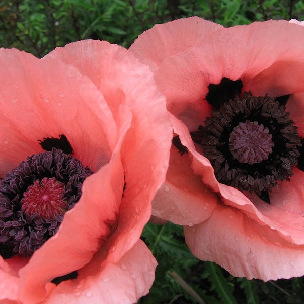 Oriental Poppy - Etsy