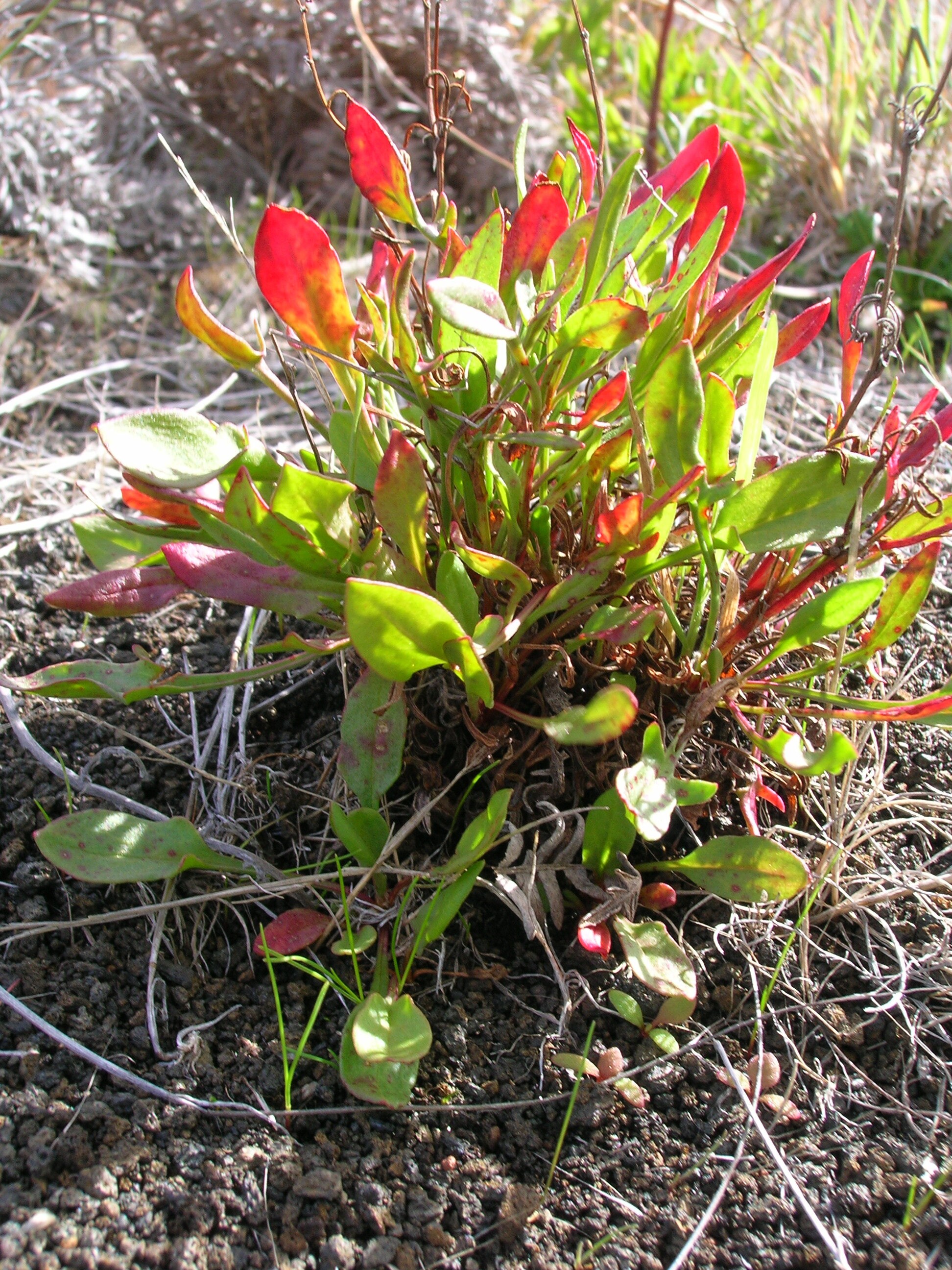 100 SHEEP SORREL Rumex Acetosella Red Field Sorrel Sour Weed | Etsy