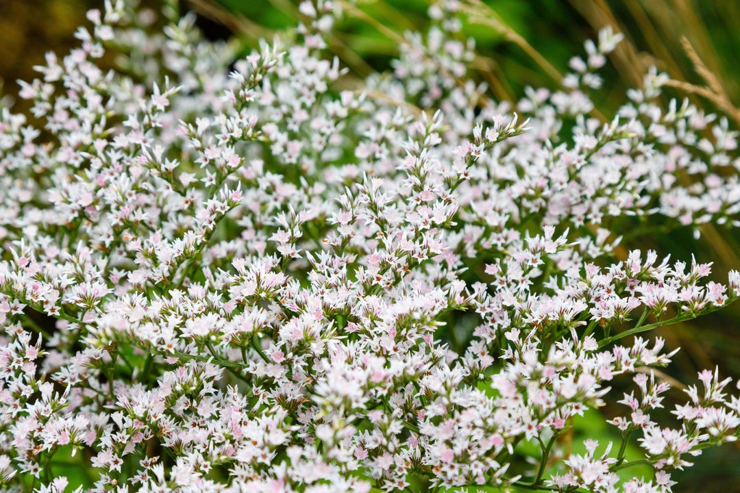 30 GERMAN STATICE White Sea Lavender Goniolimon Tataricum Limonium ...