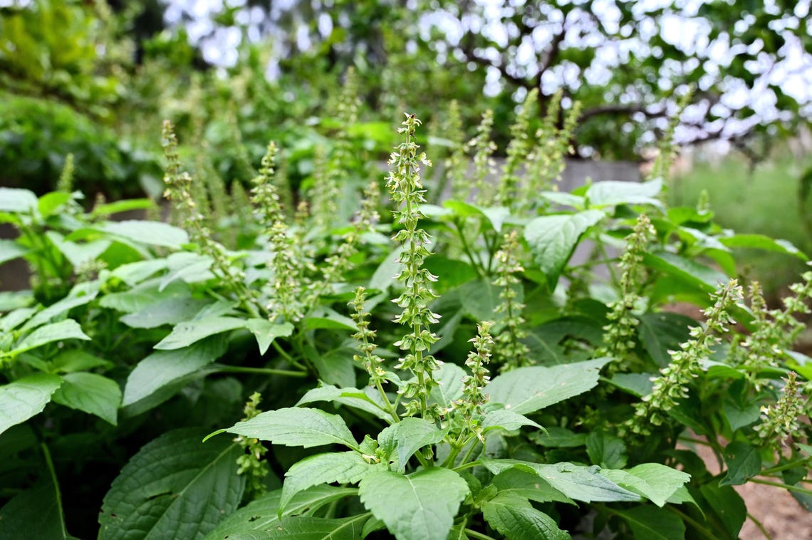 500 CLOVE BASIL Ocimum Basilicum Herb Flower Seeds - Etsy
