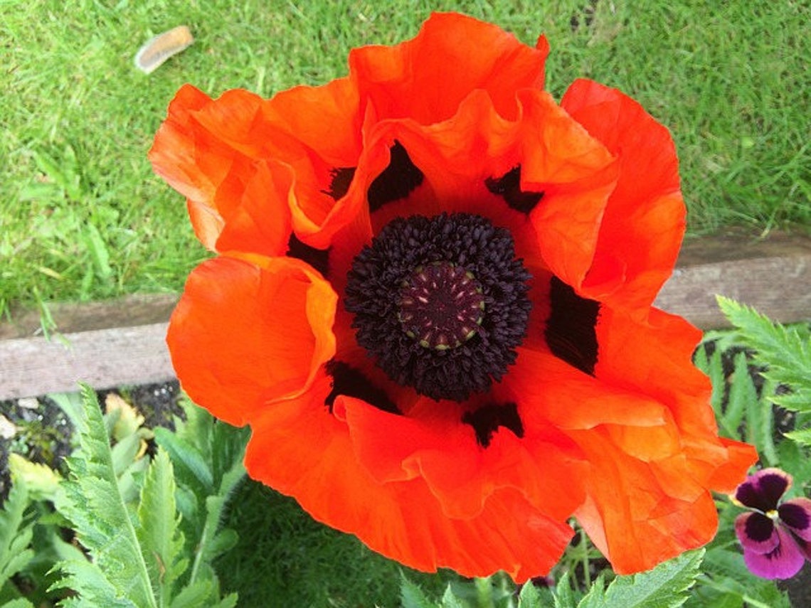100 RED TURKISH POPPY Heirloom Papaver Somniferum Flower Seeds - Etsy ...