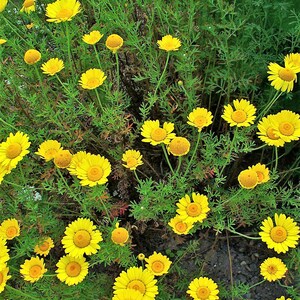 250 GOLDEN MARGUERITE DAISY Dyer's Yellow Chamomile Anthemis Tinctoria ...