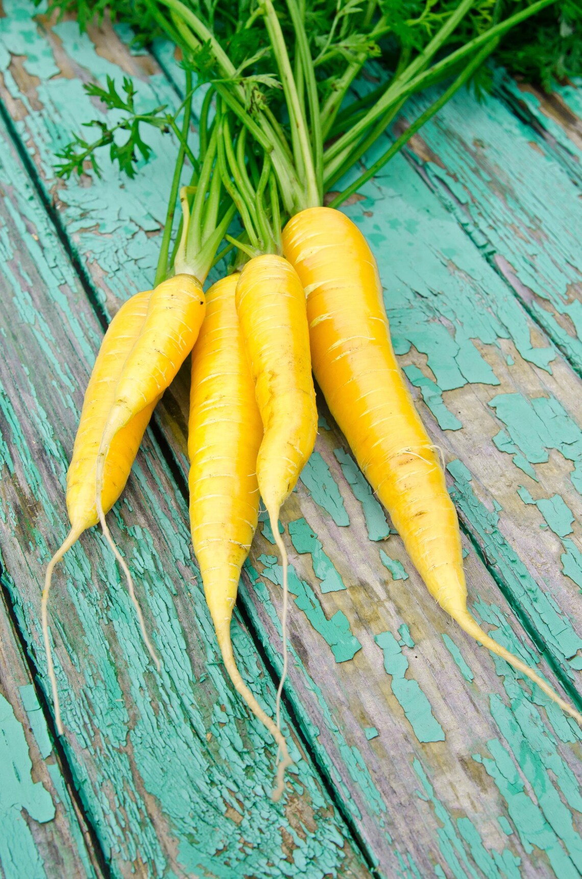 300 SOLAR YELLOW CARROT Daucus Carota Vegetable Seeds *comb S/H - Etsy