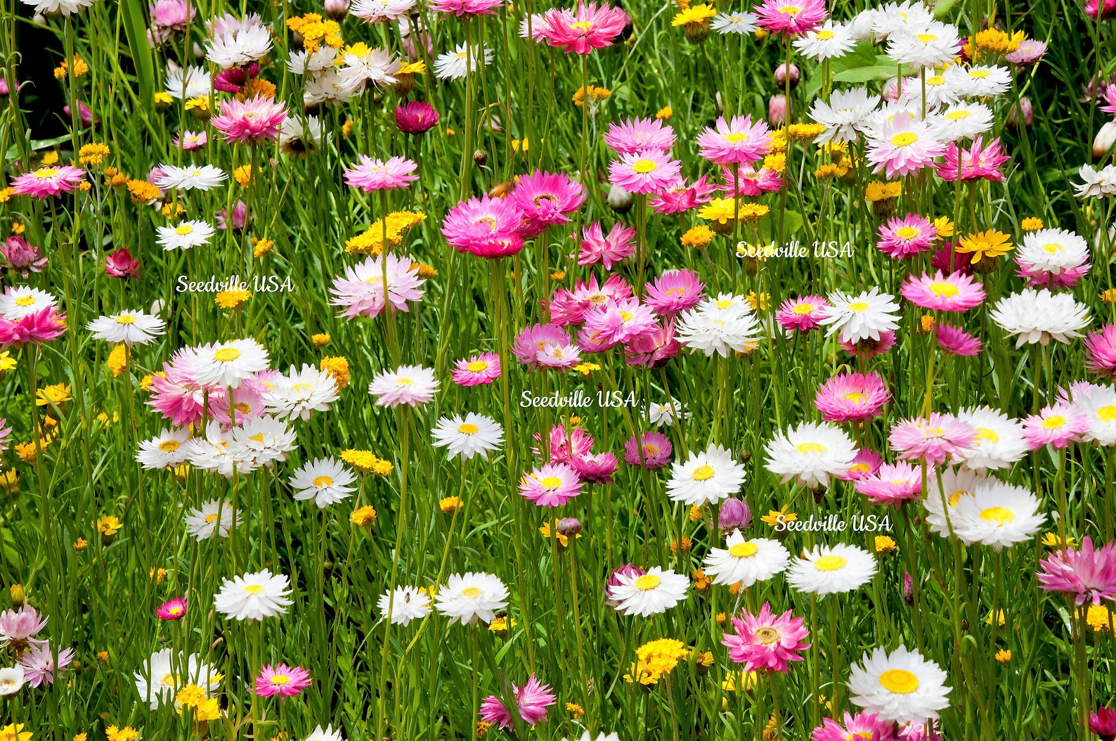 100 MIXED DOUBLE ACROCLINIUM Aka Paper Daisy Helipterum Roseum - Etsy