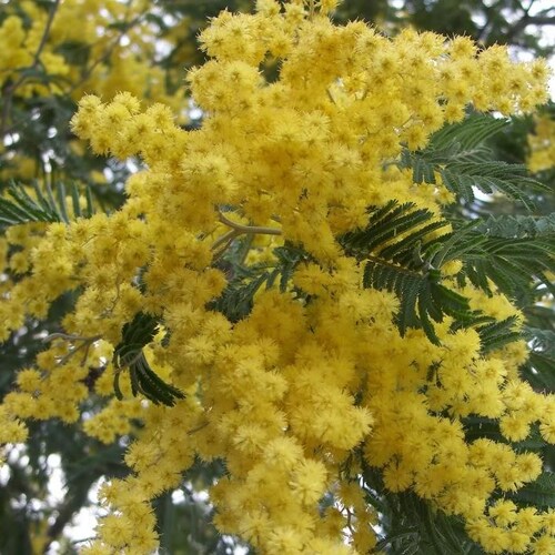 10 GOLDEN MIMOSA Acacia Baileyana Yellow Wattle Tree Flower - Etsy