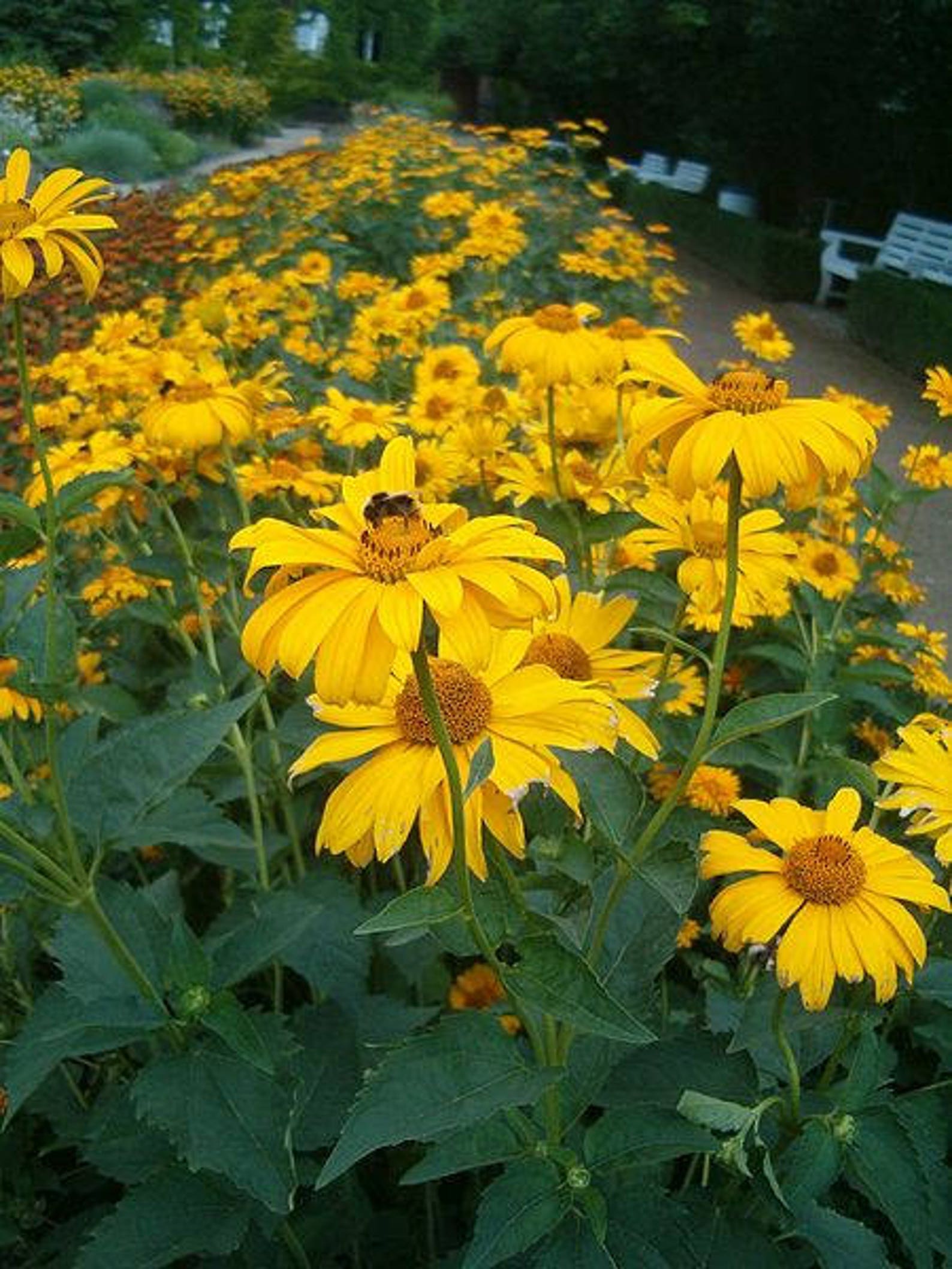 50 SUMMER SUN SUNDROPS Yellow Heliopsis Scabra False Sunflower Flower ...
