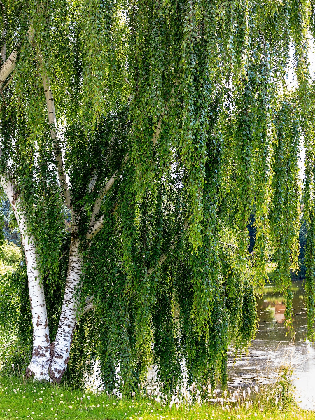 50 SILVER WEEPING BIRCH Tree White European Betula Pendula Alba Seeds ...