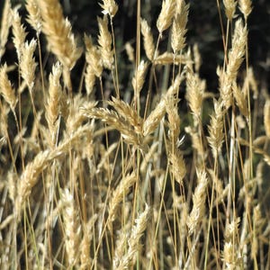 150 SWEET VERNAL GRASS Sweet Grass Vanilla Grass Anthoxanthum Odoratum ...