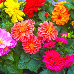 50 Unwins DWARF MIX DAHLIA Variabilis Mixed Colors Semi Double Bicolor ...